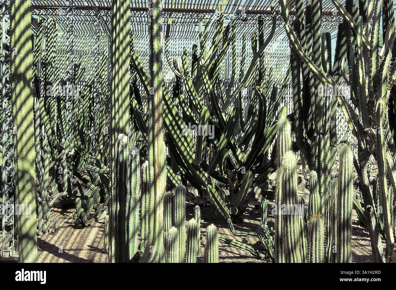 Desert Botanical Garden at Phoenix largest collections of cacti and ...