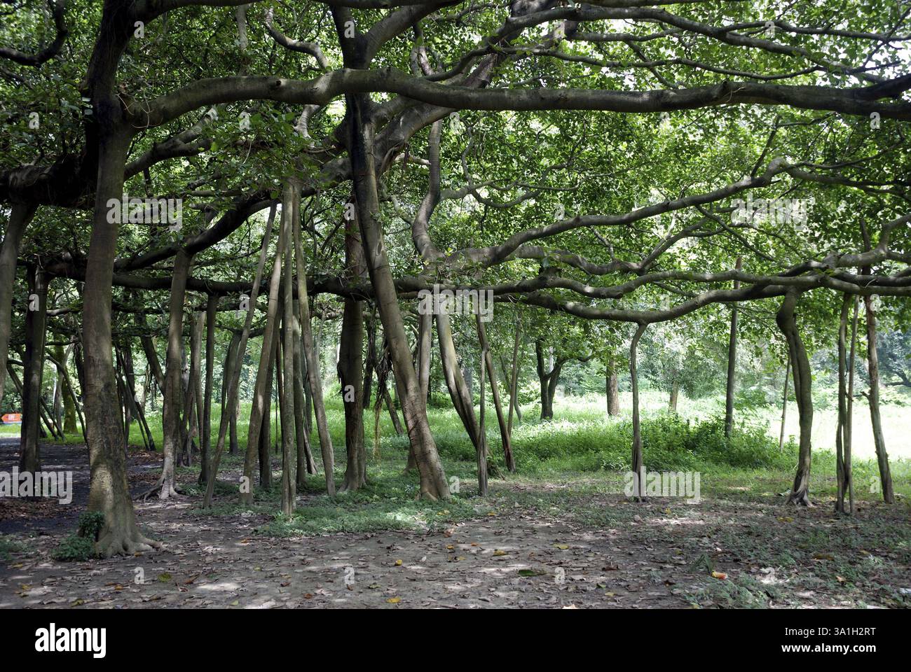 Landscape views banyan tree hi-res stock photography and images - Alamy
