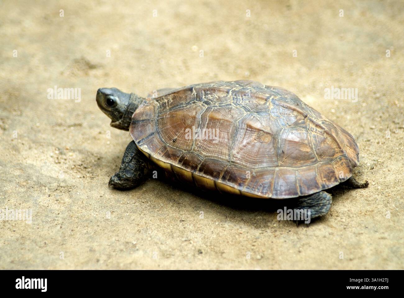 Brown coloured baby tortoise in Kudal village, district Sindhudurga ...