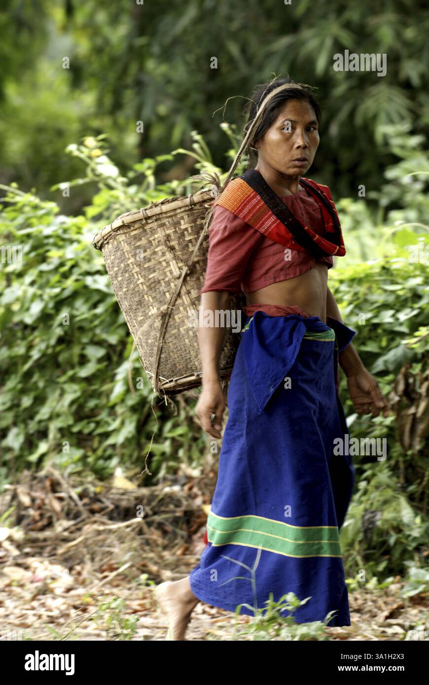 Rural woman walking with basket on her back, Diyun, Arunachal Pradesh ...