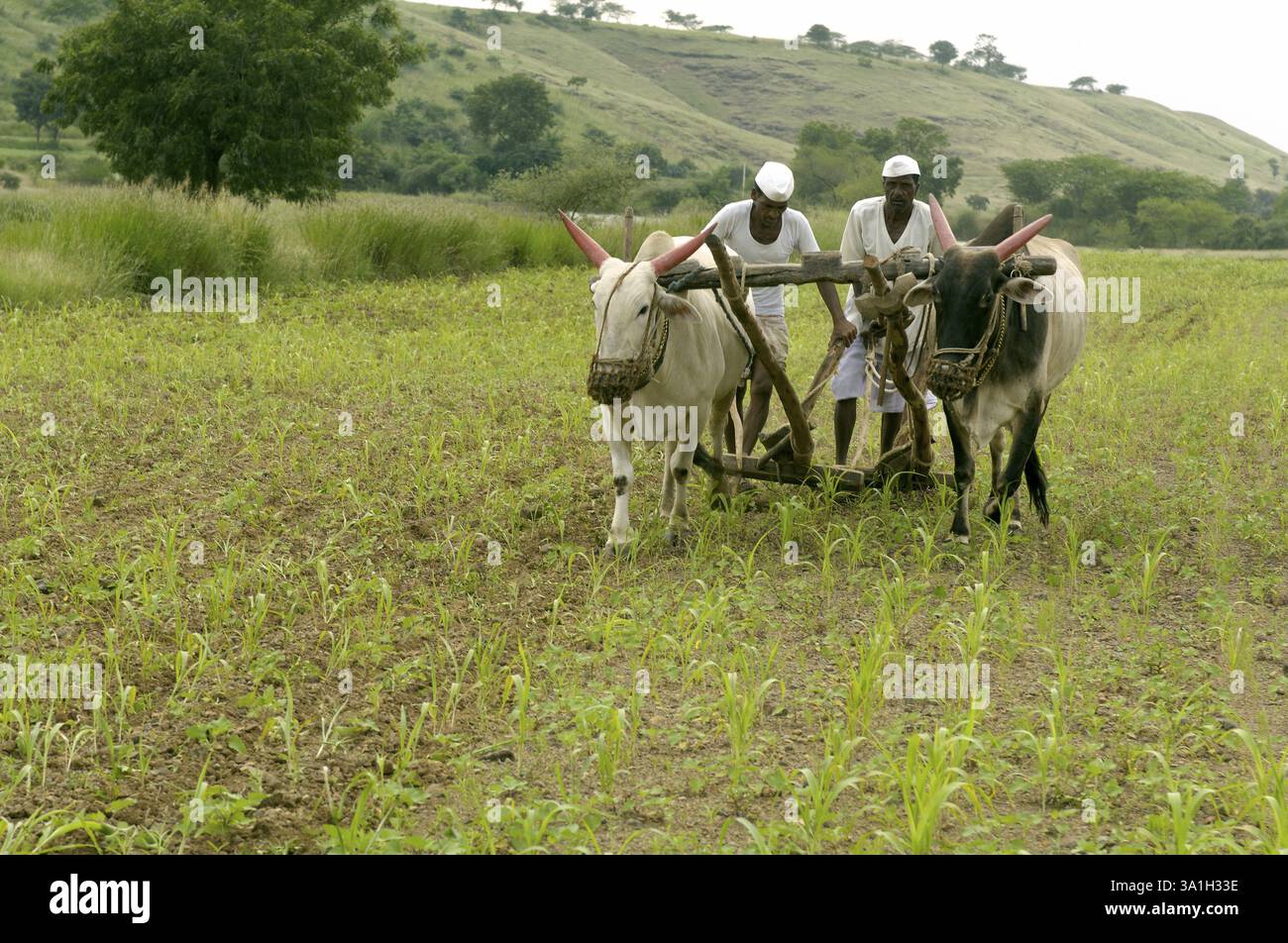 Ploughing of fields with bullocks at Ralegan Siddhi near Pune ...