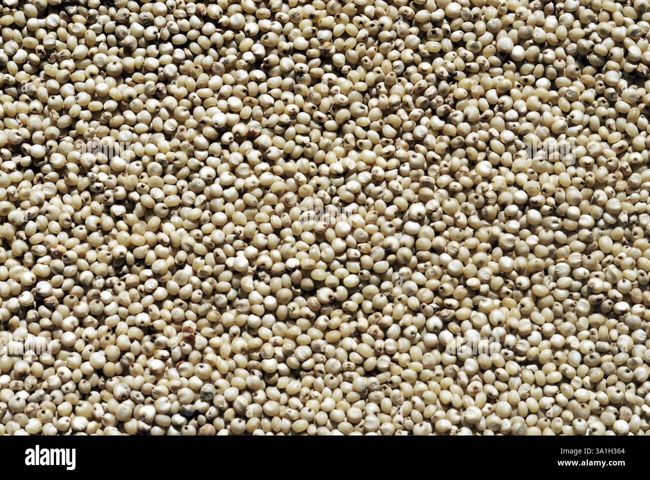 Jowar jawar food grain flour hi-res stock photography and images - Alamy