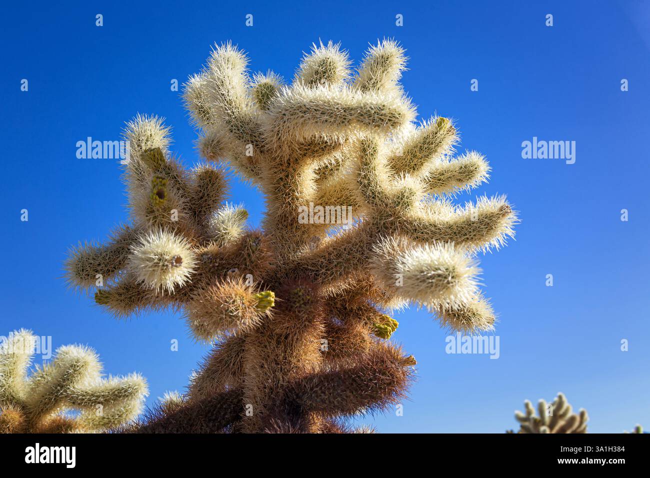 Choya Cactus Details in Joshua Tree National Park, California Stock ...