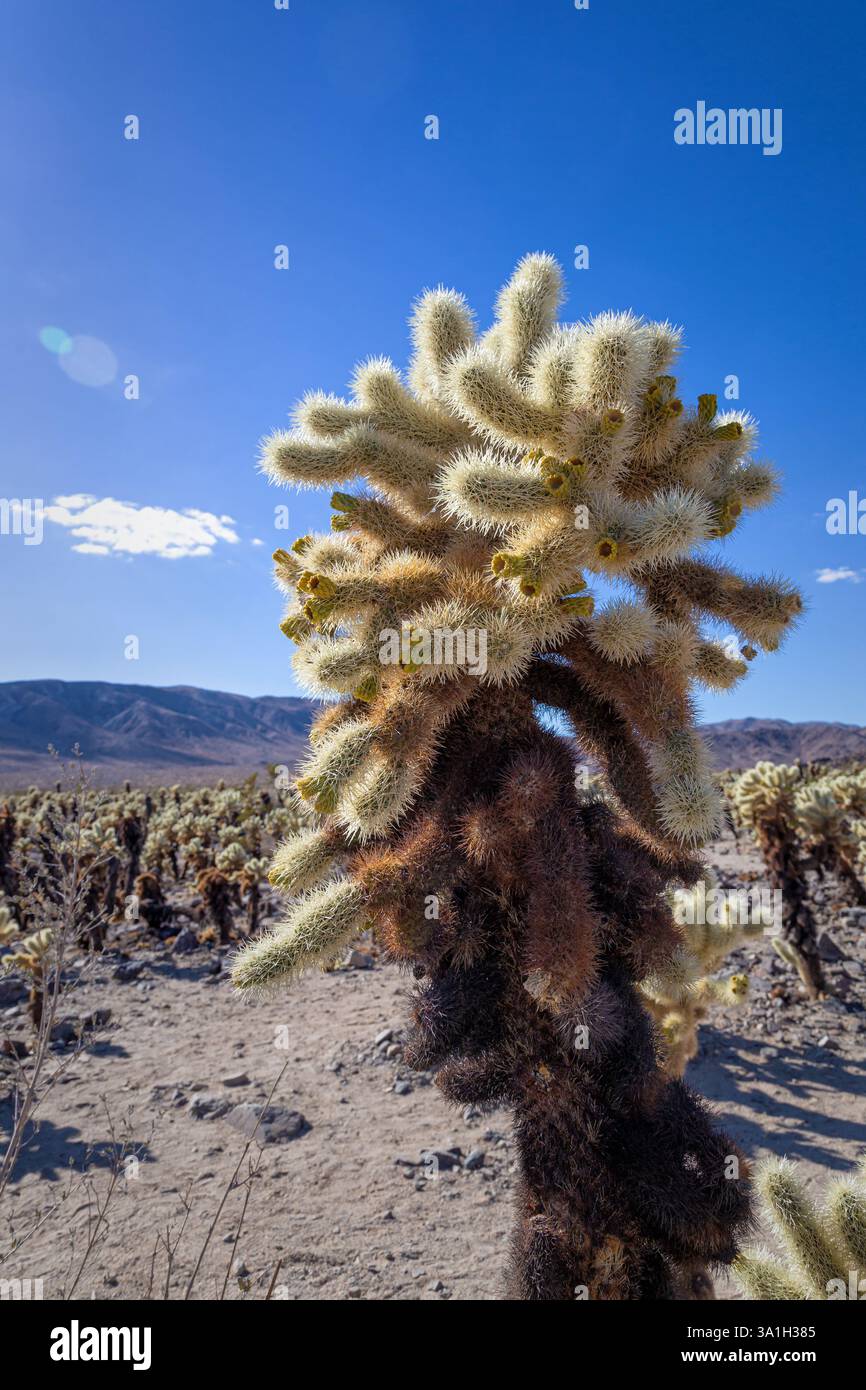 Choya Cactus Details in Joshua Tree National Park, California Stock ...