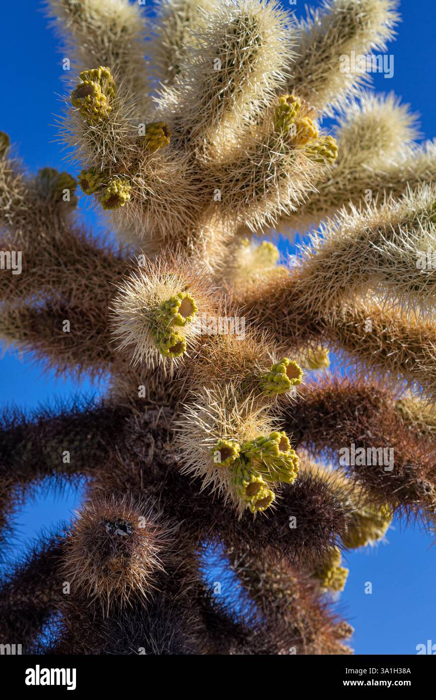 Choya Cactus Details in Joshua Tree National Park, California Stock ...