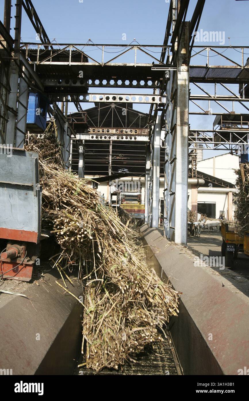 Sugarcane being dropped into the crushing machine at sugar factory in ...