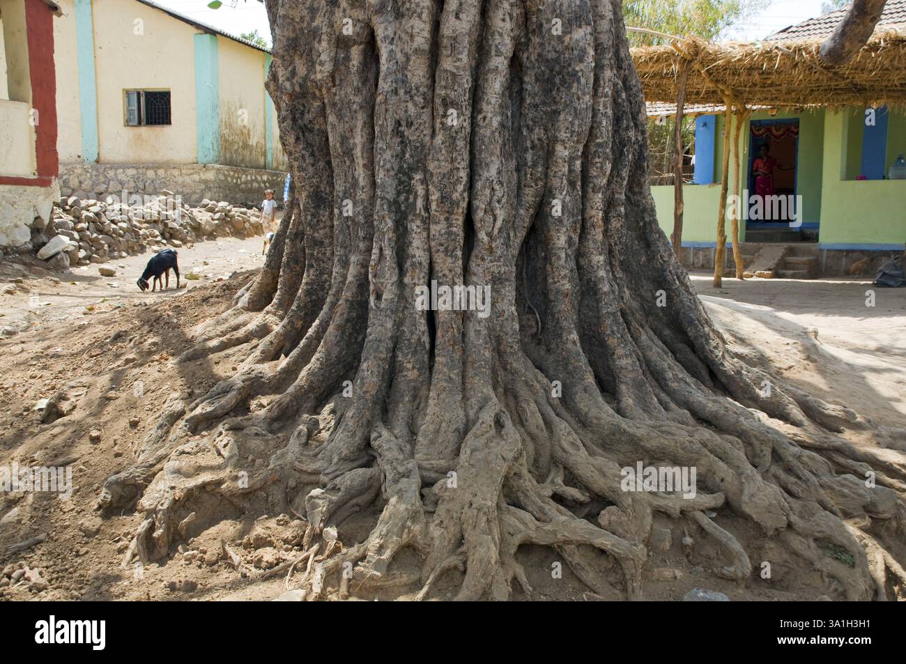 Bar tree roots at Dehrang village, Panvel taluka, Maharashtra, India ...
