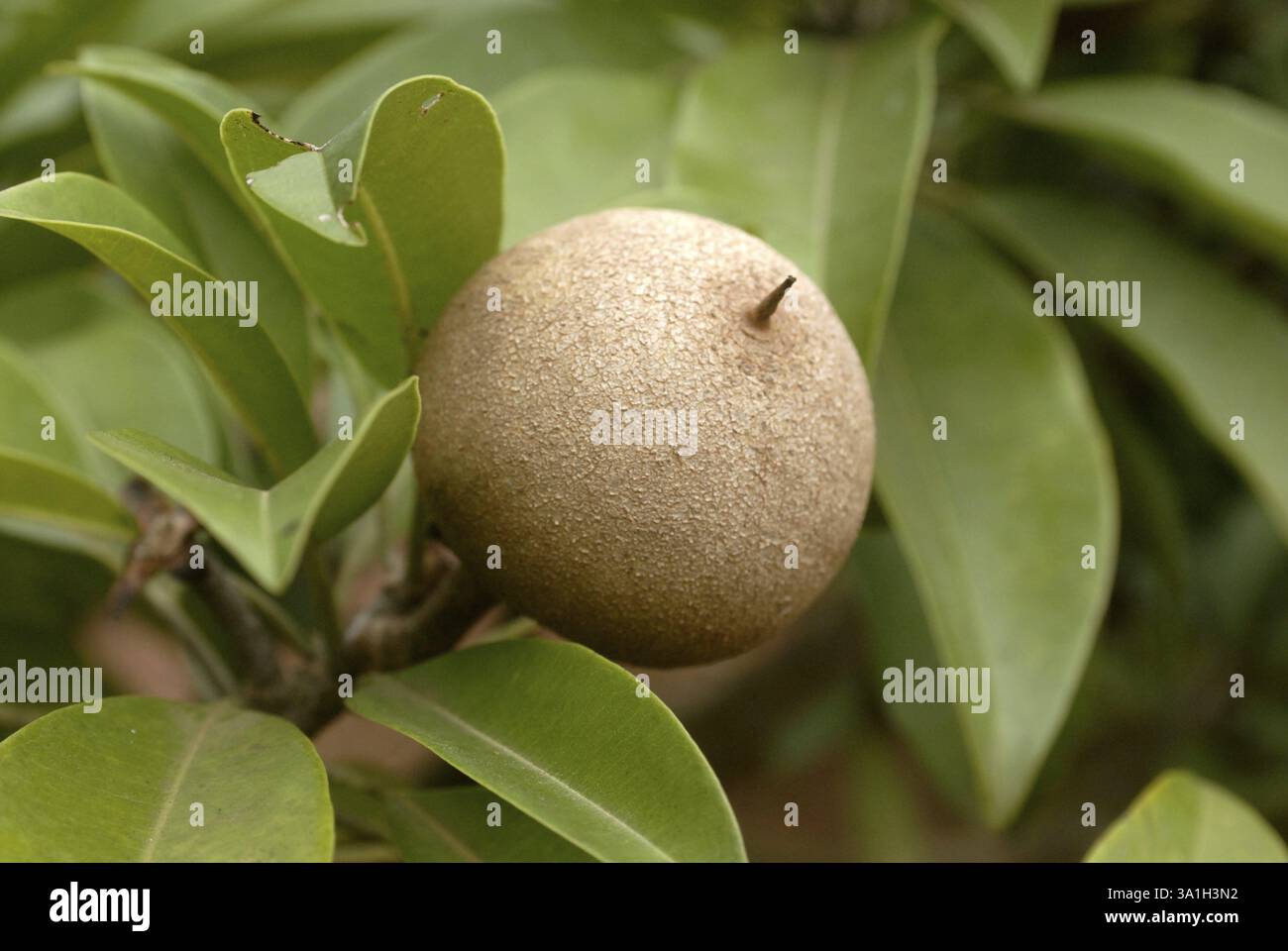 Chiku, a sweetish fruit on tree at Kunkeshwar, Konkan coast, District ...