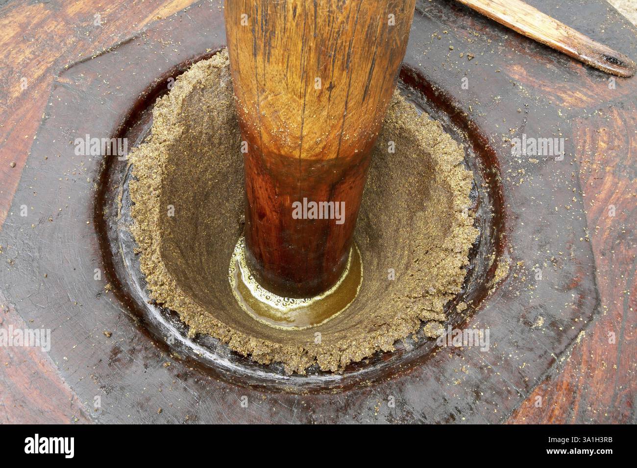Mustard oil oozing out at the bottom of the well of the oil pressing ...
