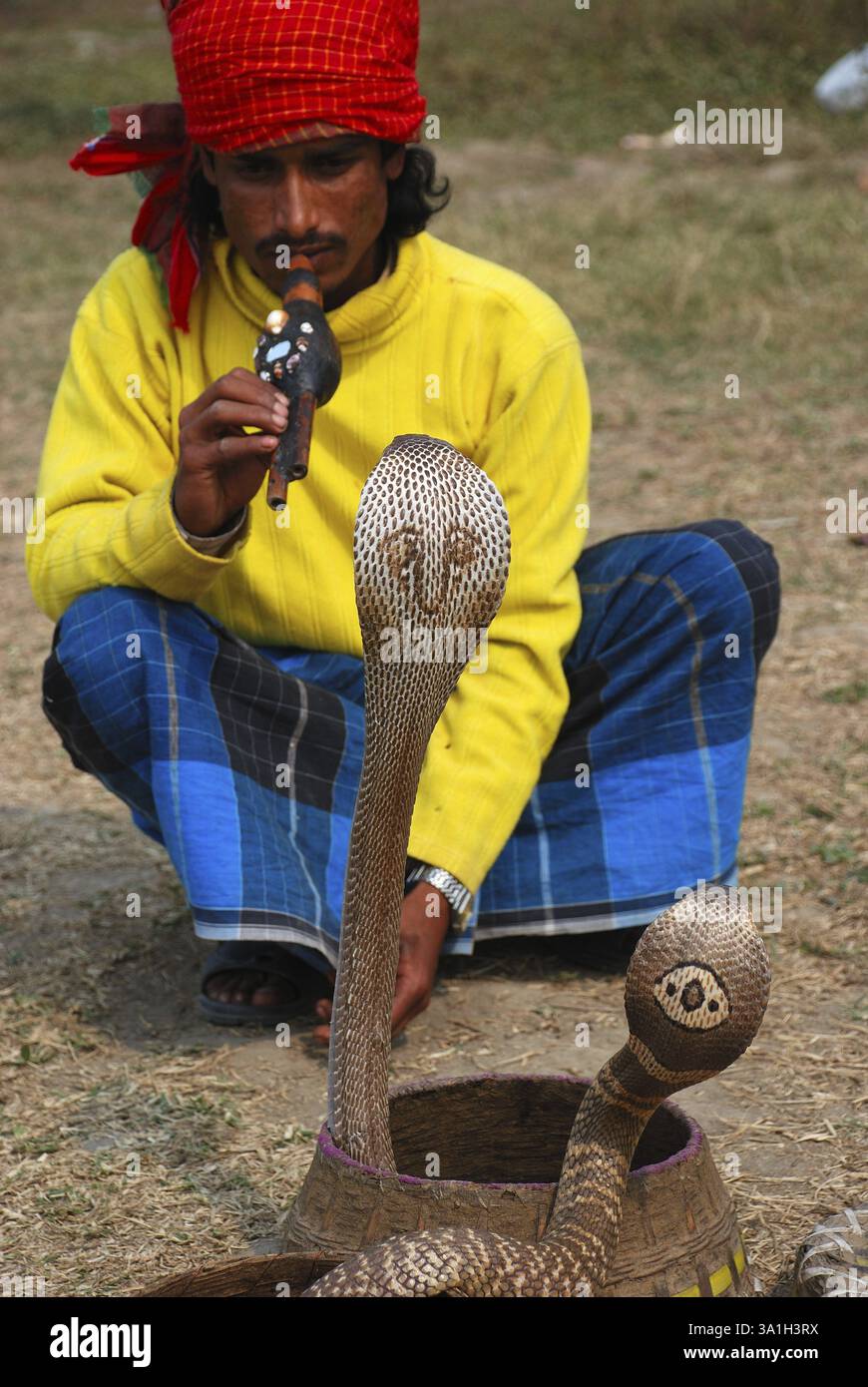 Snake charmer playing pungi in front of snakes Stock Photo - Alamy
