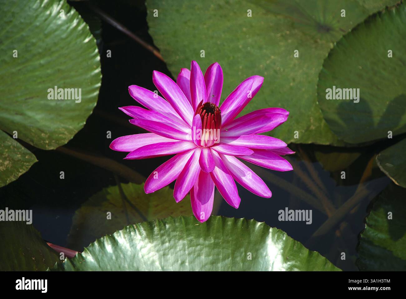Saucer in shape flower hi-res stock photography and images - Alamy