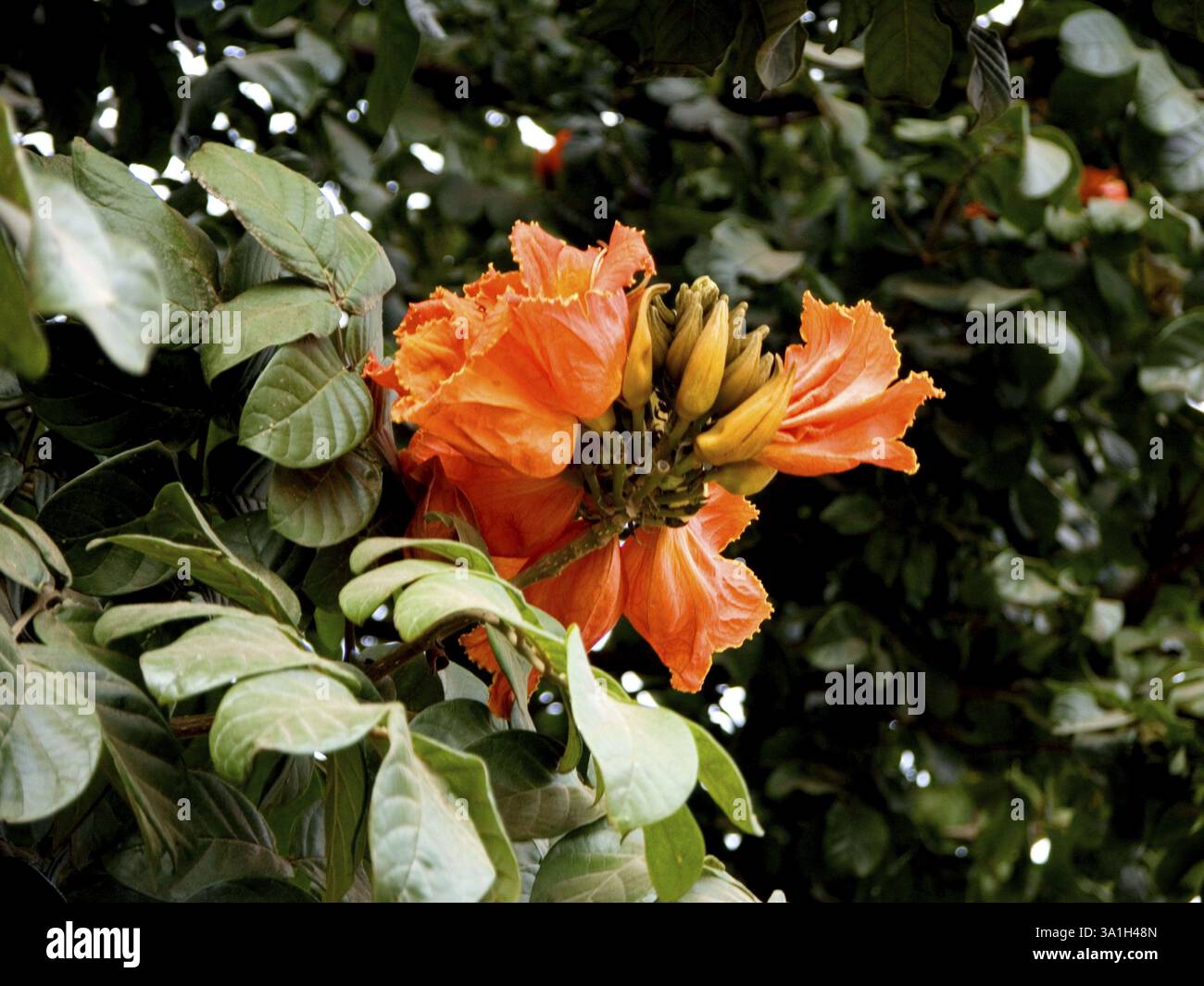 Common name African Tulip Tree, Latin name Spathodea campanulata, red ...