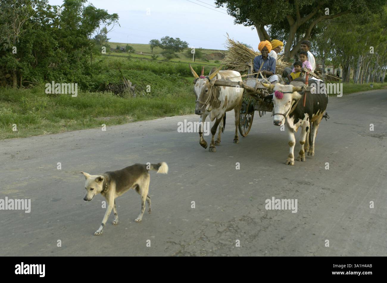 Villagers with their bullock cart at Ralegan Siddhi near Pune ...
