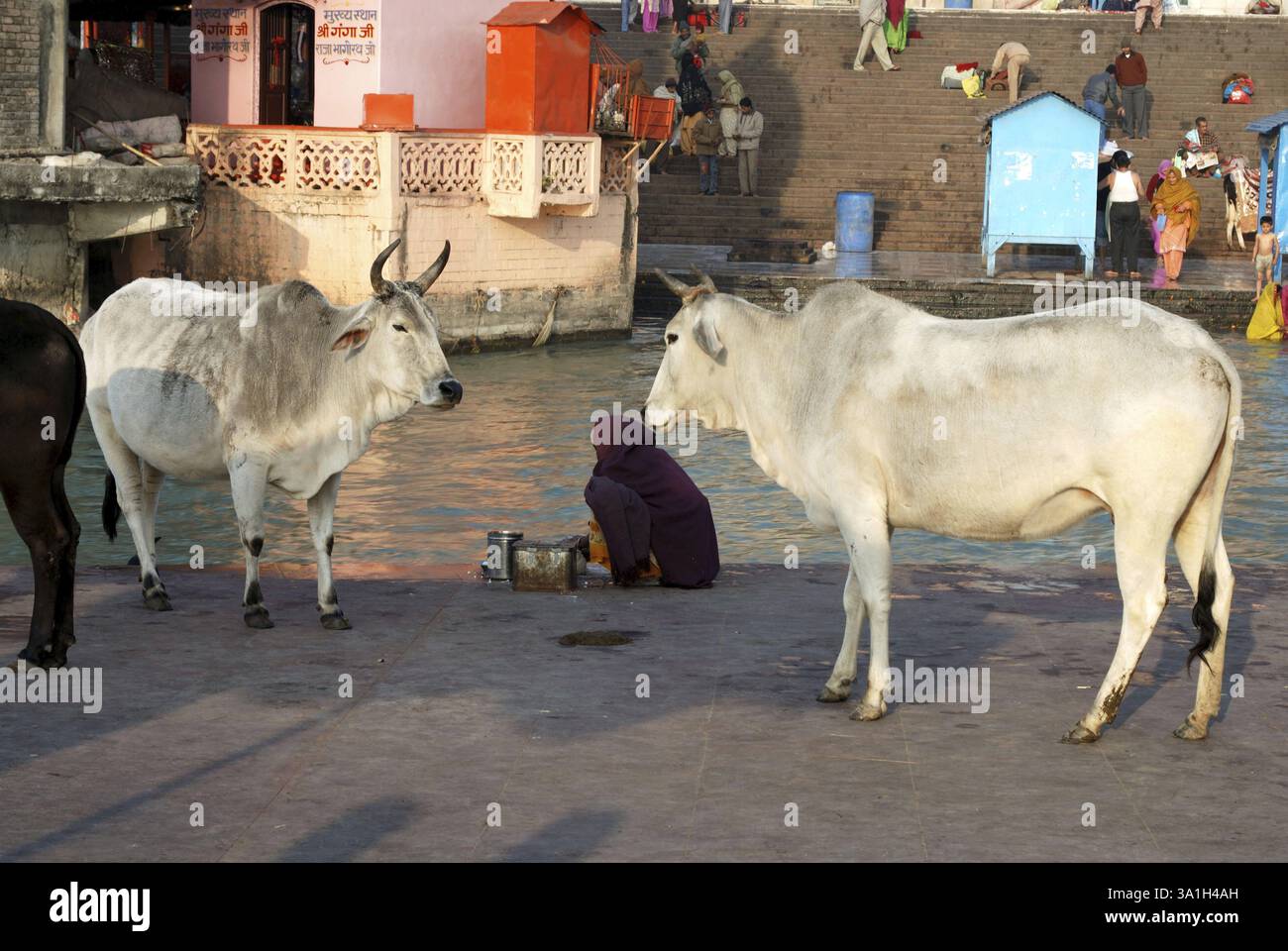 Cows and lady at Har Ki Pauri, Haridwar, Uttar Pradesh, India, Asia ...