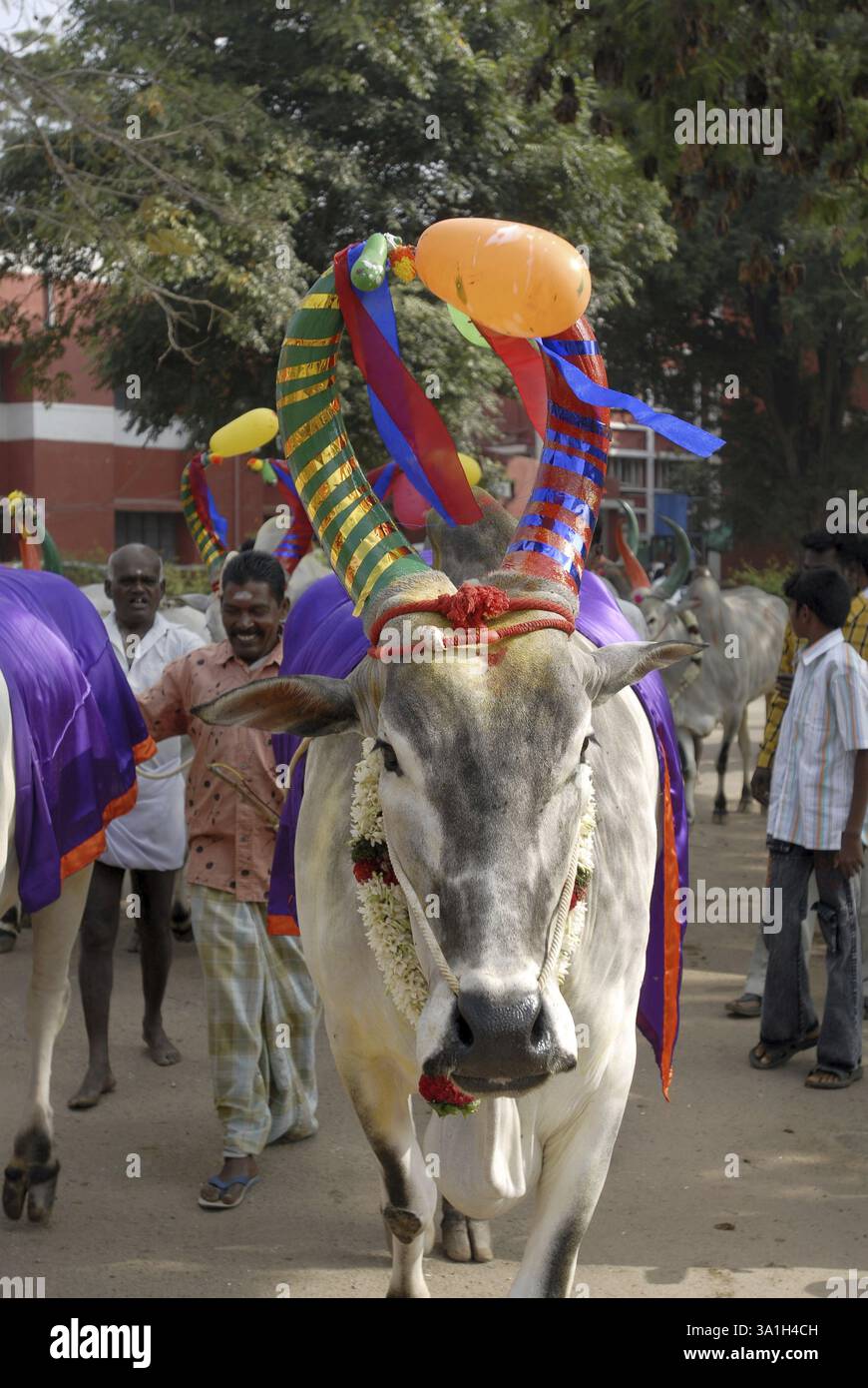 Decorated Cows and bullocks, farmers celebrating Pongal festival ...