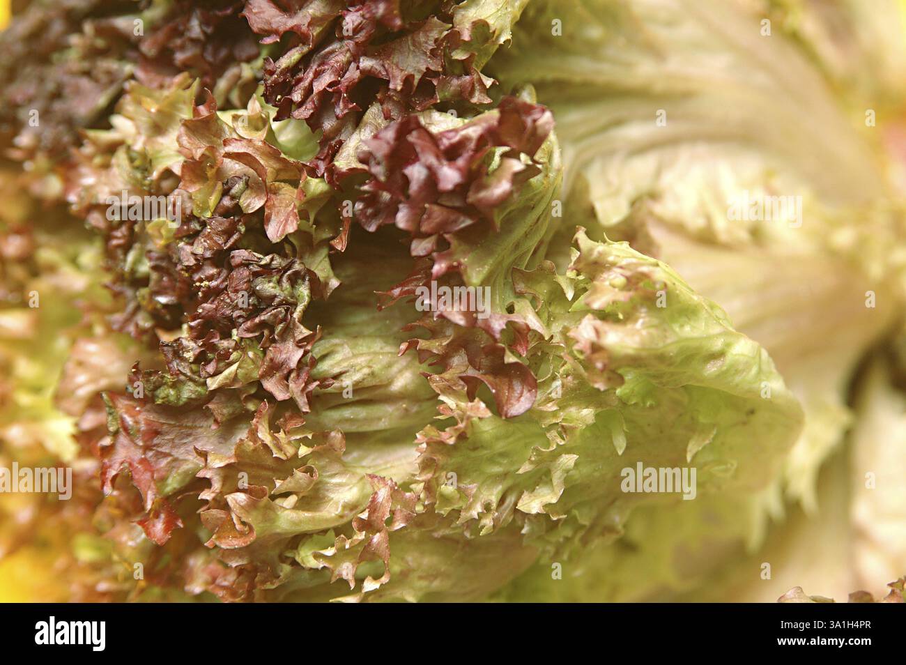 Food, Lollo Rosso salad leaf magenta color with light green base ...