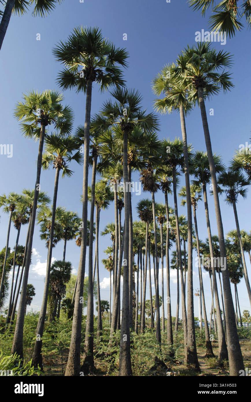 Palms and ferns of india hi-res stock photography and images - Alamy