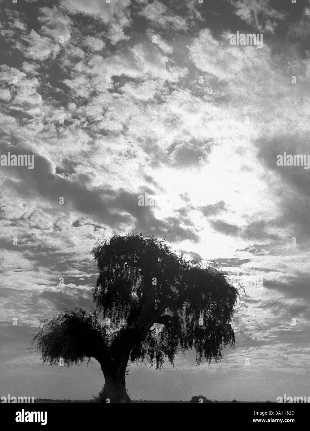 Form of tree Stock Photo - Alamy