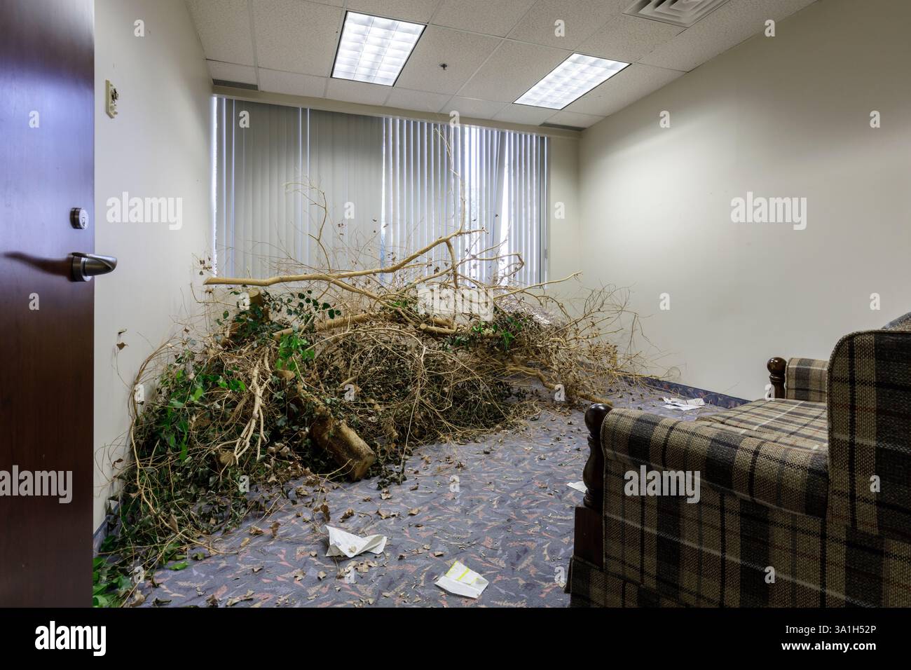 Dead trees, in an office in an abandoned office building. This building ...