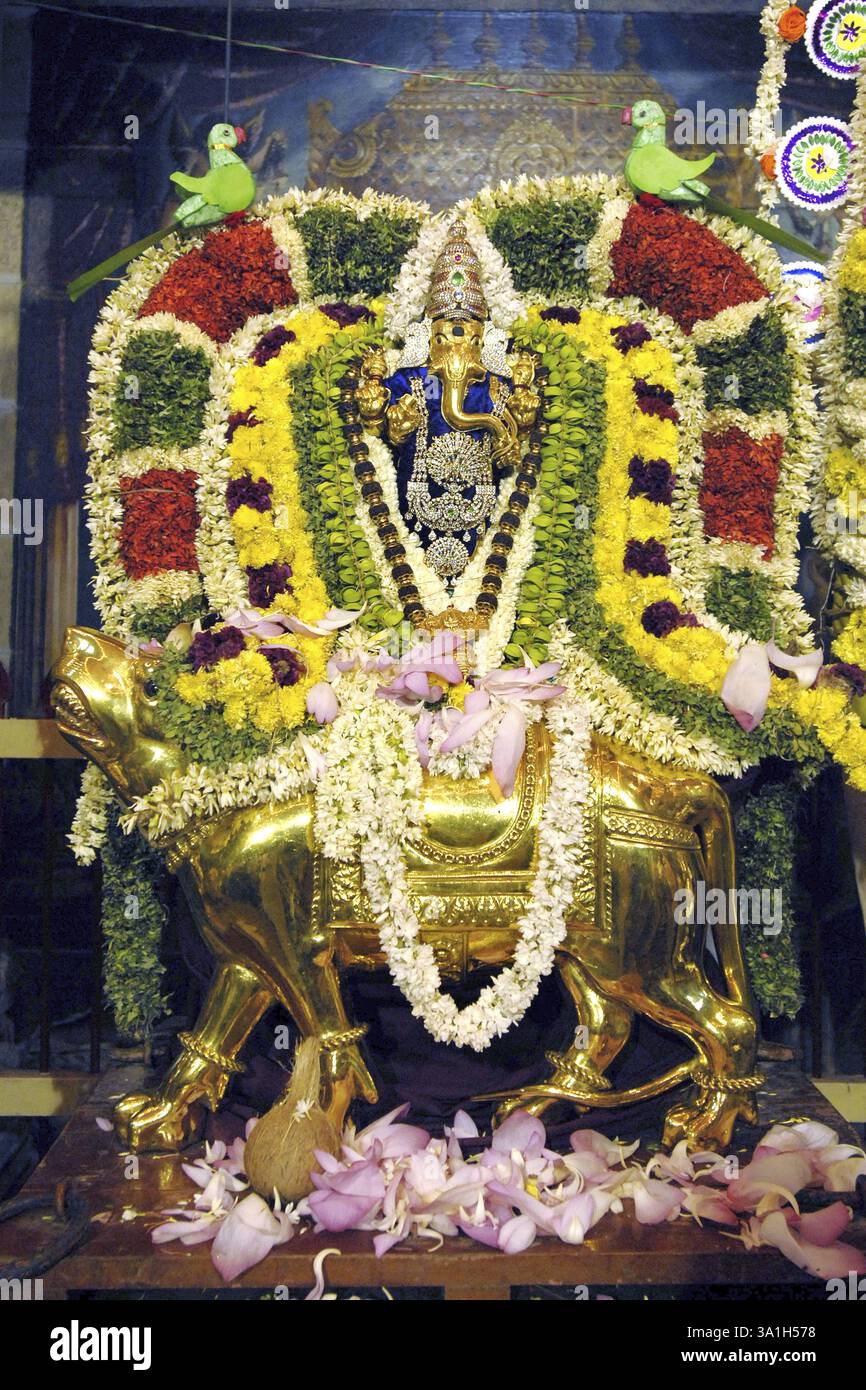 Decorated golden Ganesha mounted on gold mooshika mouse vahanam during ...