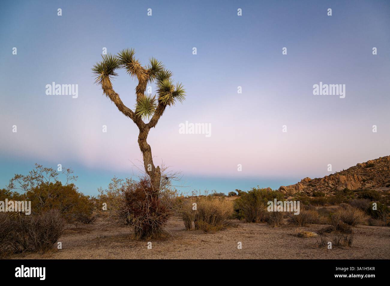 Joshua tree forest sky hi-res stock photography and images - Alamy