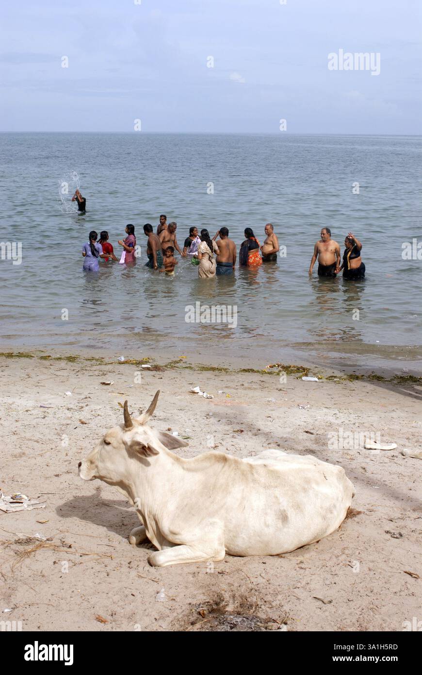 Worshipers taking holy deep in the water of Palk bay, Rameswaram, Char ...