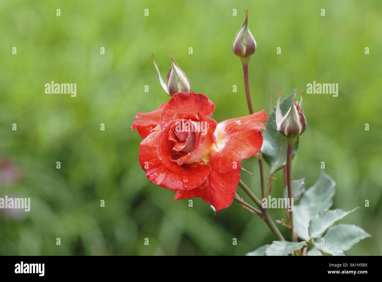 The Centenary rose garden or Vijayanagaram rose garden, Ooty, Tamil ...