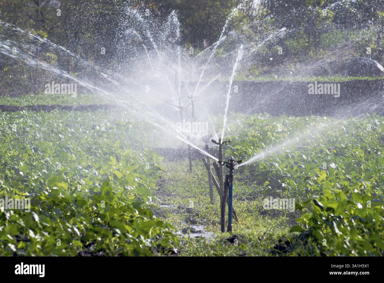 Giving water by sprinklers to crops at village Kondiye, taluka Lanja ...