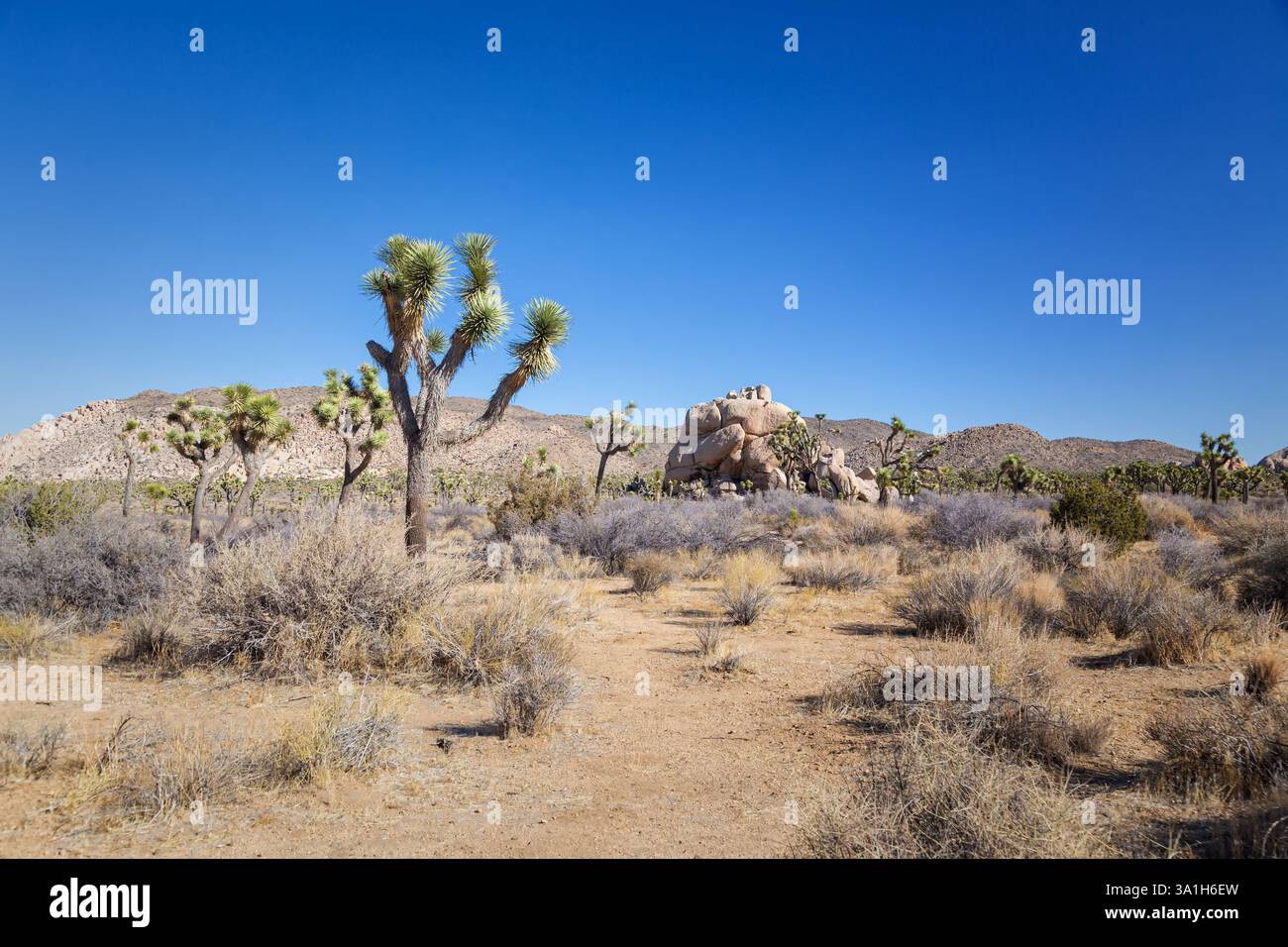 Joshua trees desert vegetation hi-res stock photography and images - Alamy