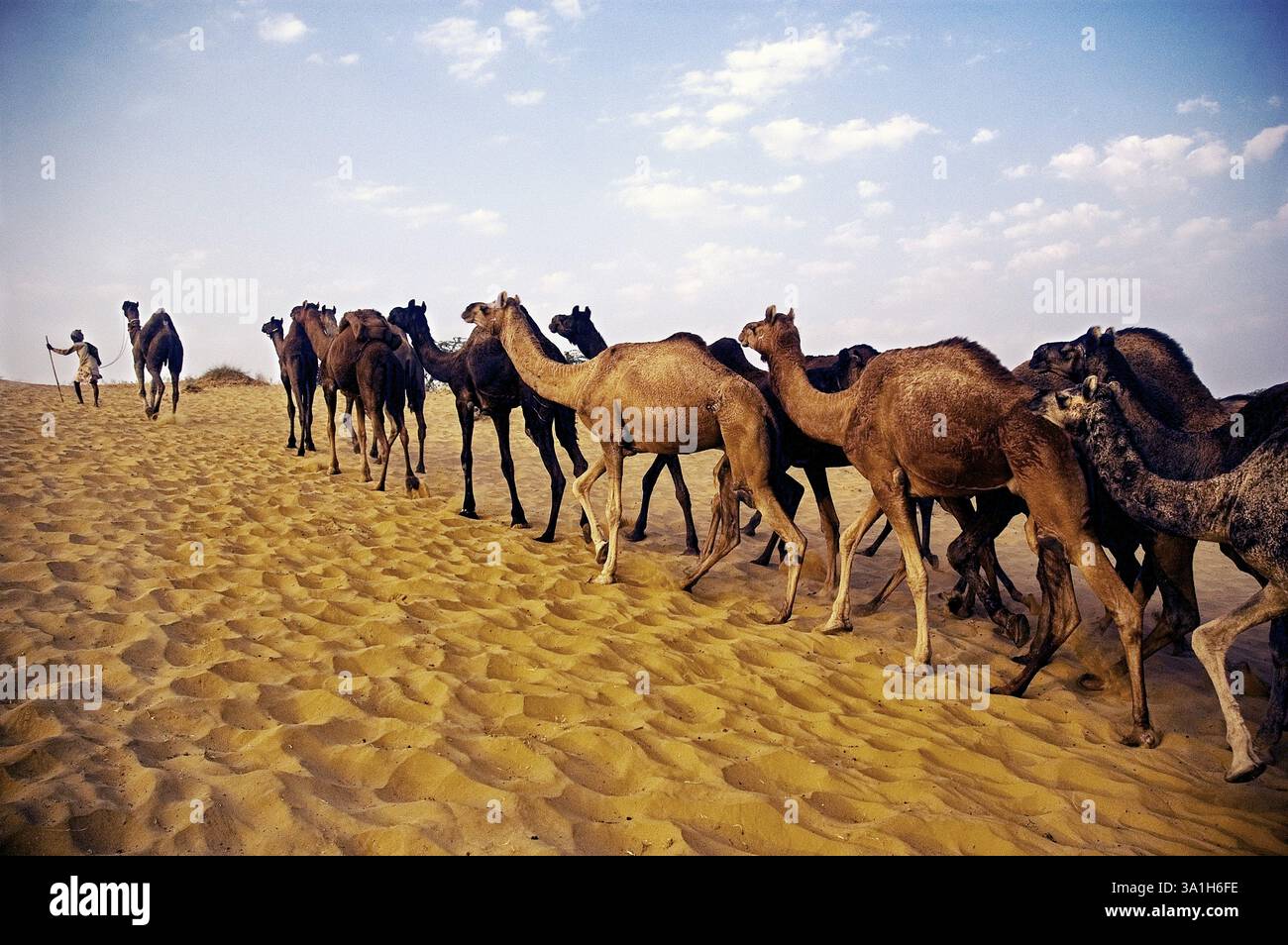 Camel trader takes camels across sand dunes to annual, Pushkar cattle ...