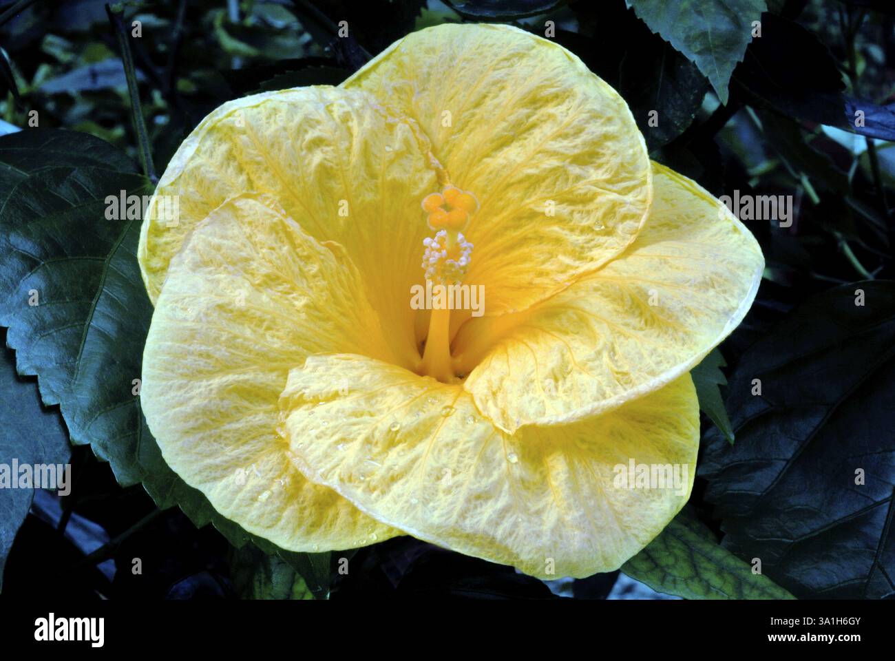 Hibiscus yellow variation, Kerala, India, Asia Stock Photo - Alamy