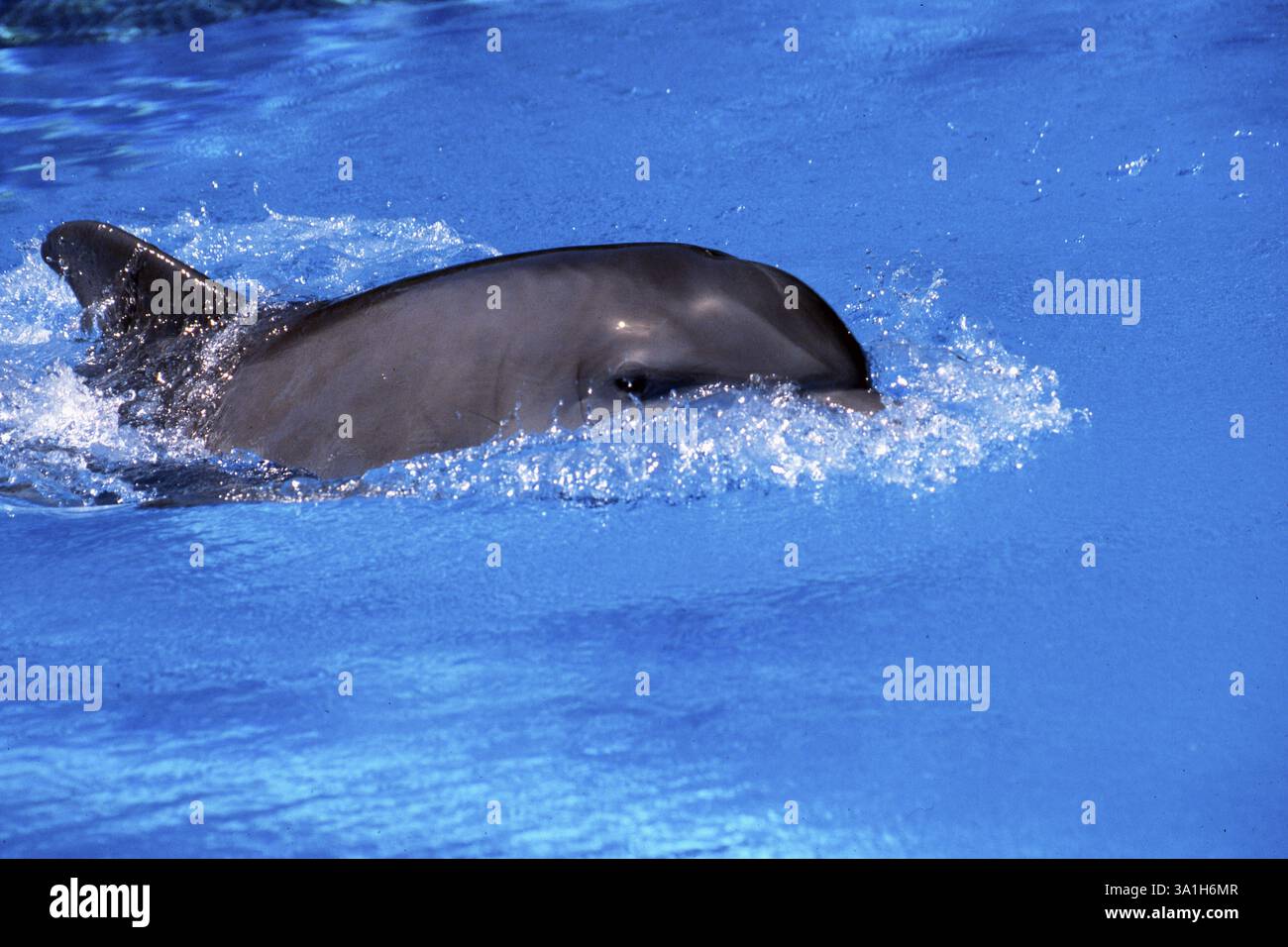 Dolphin preserved in deep water tank, Las Vegas, U.S.A. United States ...