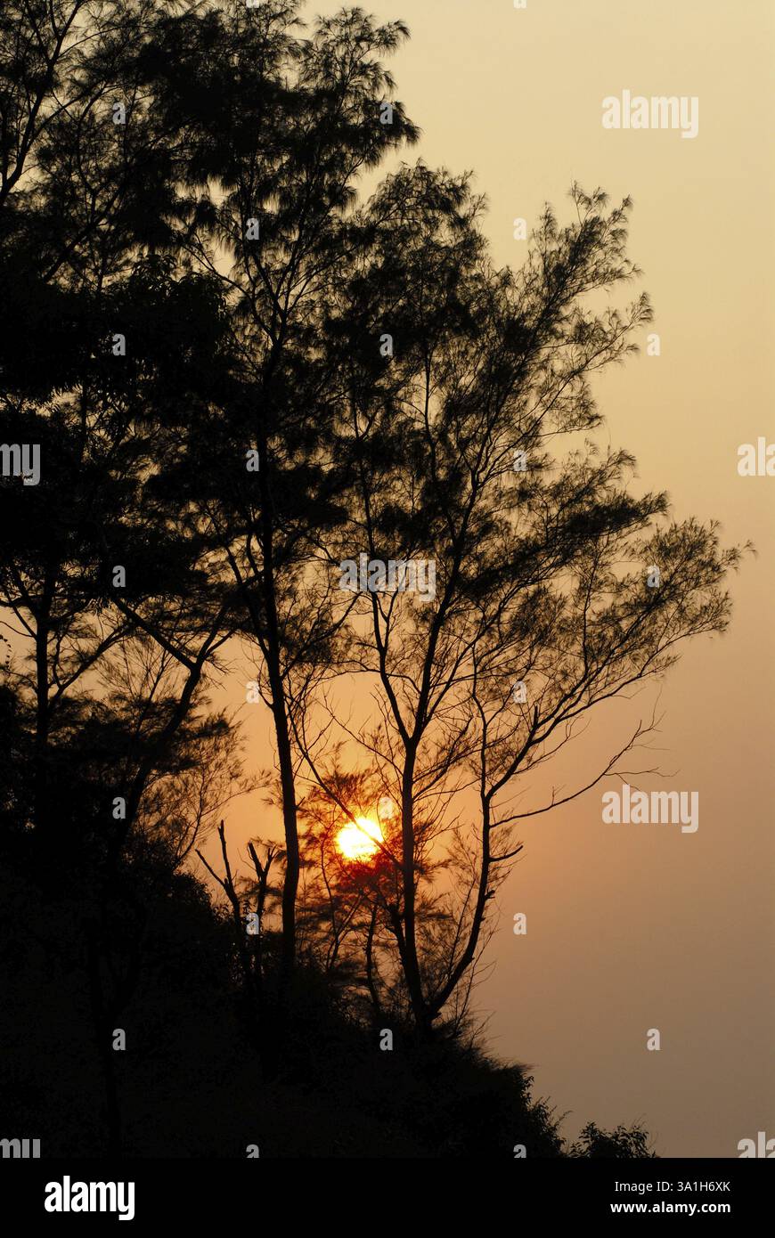 Colorful sunset behind cypress tree on mountain, Silhouette ...