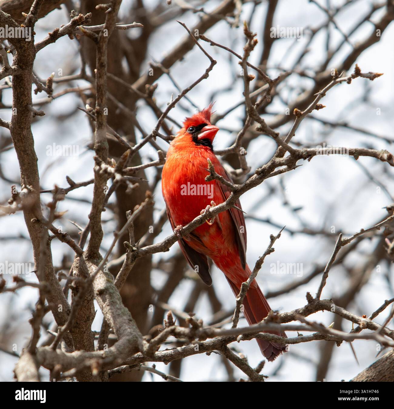 Majestic cardinal hi-res stock photography and images - Alamy