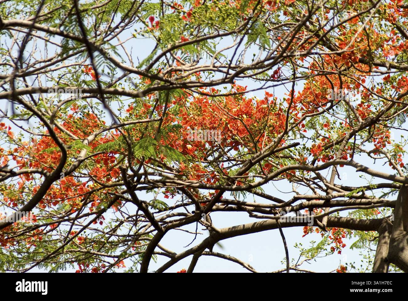 Flower tree of gulmohar, delonix regia, caesalpiniaceae Stock Photo - Alamy