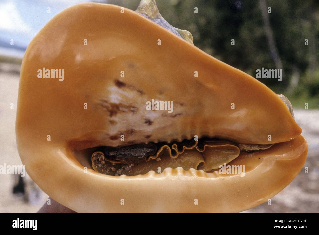 Hard and soft shells hi-res stock photography and images - Alamy