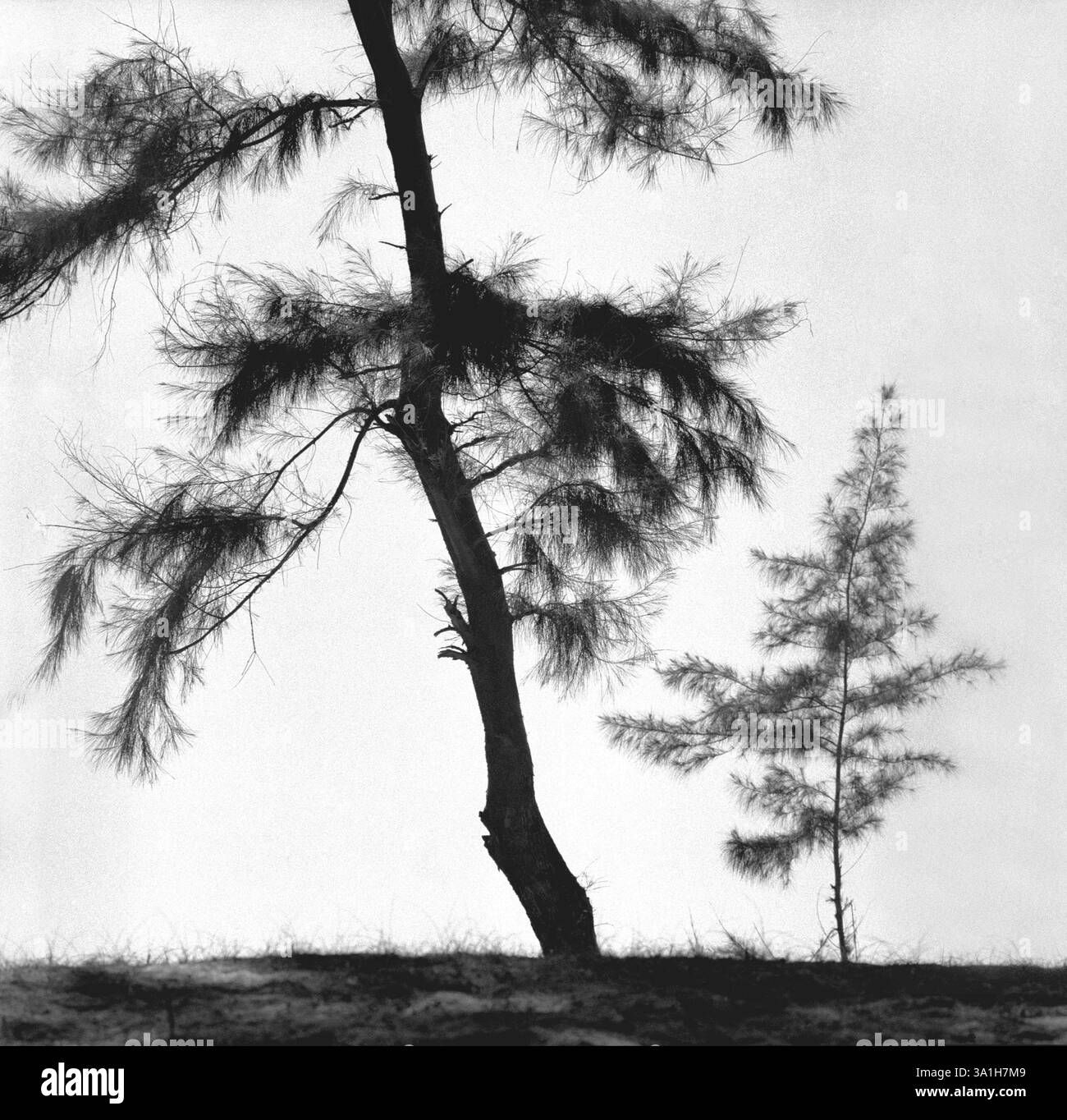 Light bulb tree on Black and White Stock Photos & Images - Alamy