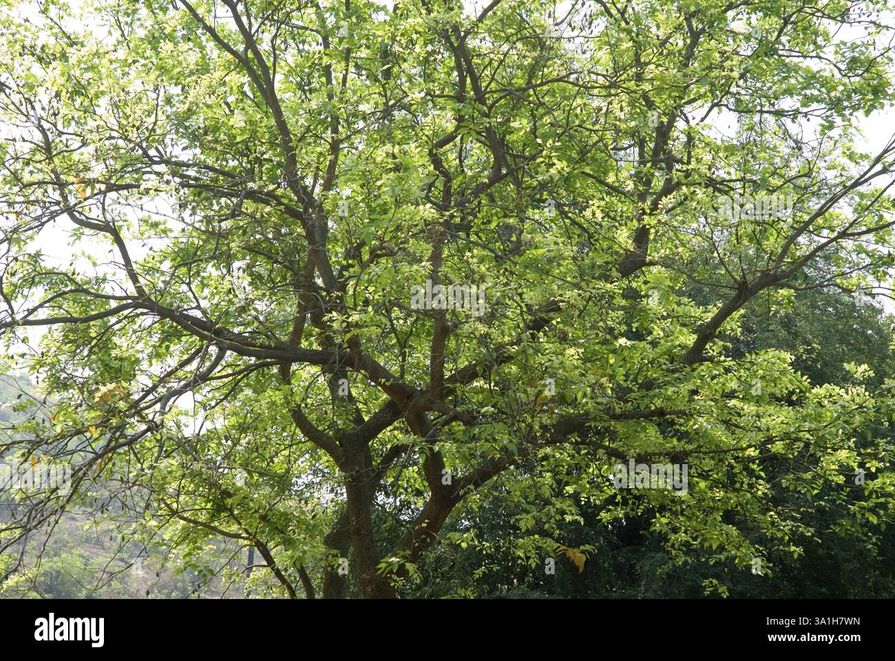 Latin Name Pongamia glabra Synonem Pongamia pinnata Karanja tree Stock ...