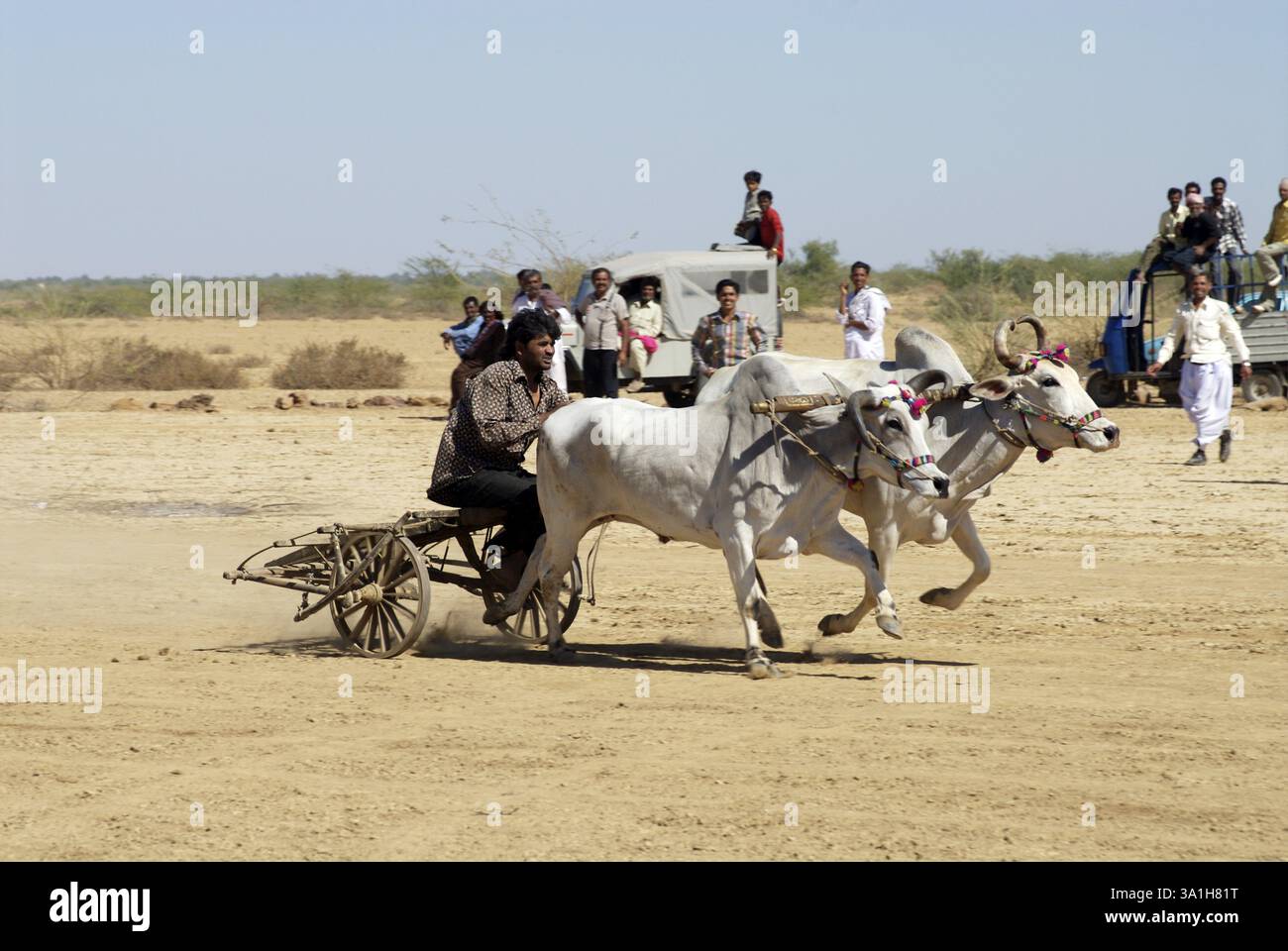 A bullock cart race at Shivratri fair, Kutch, Gujarat, India, Asia ...