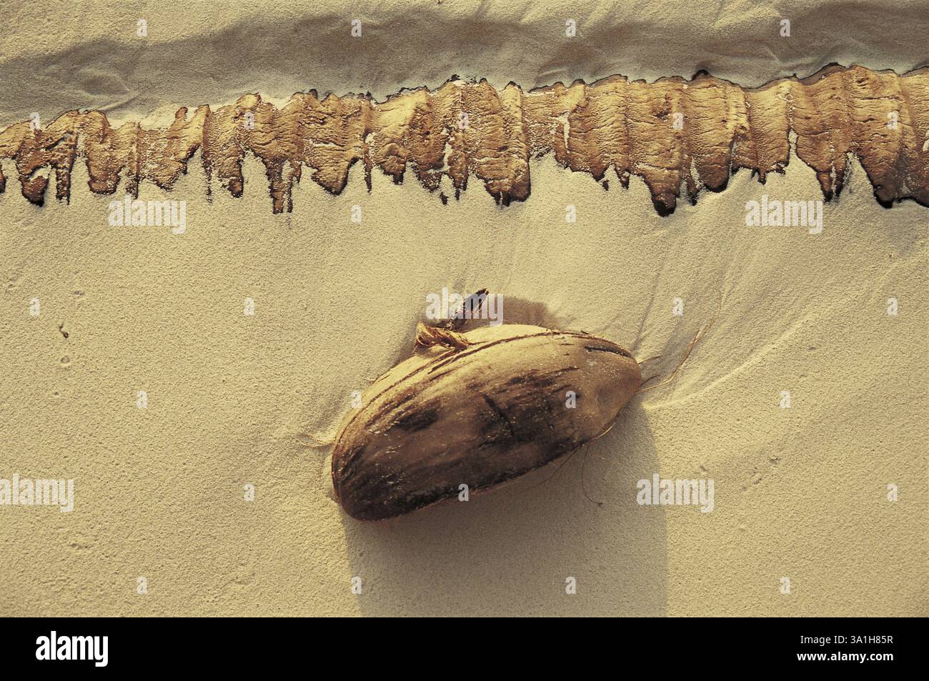 Dried coconut shell washed burnt coconut tree trunk, Lakshadweep, India ...