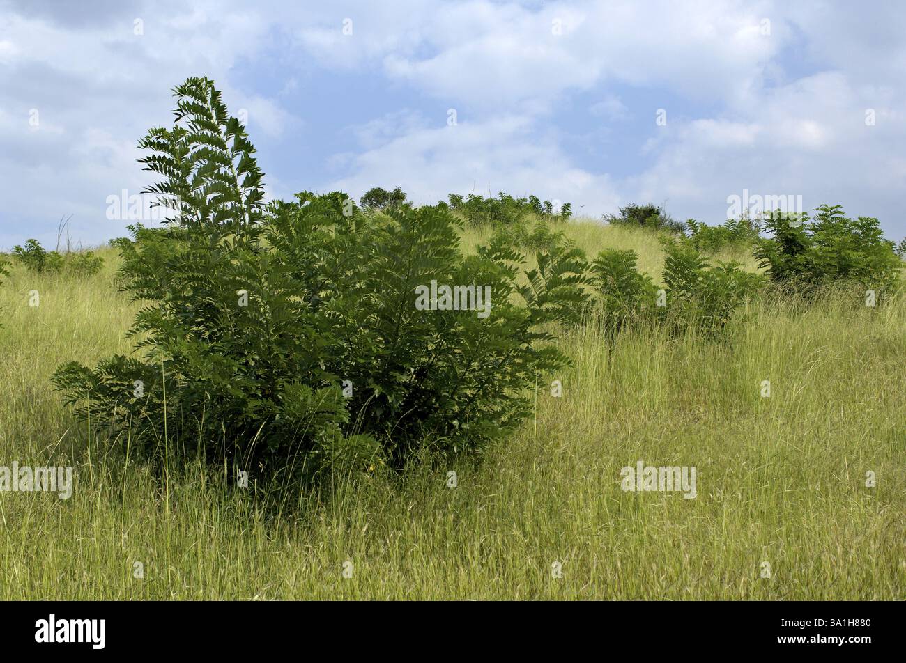 Glyricidia plantation on the hills at Ralegan Siddhi near Pune ...