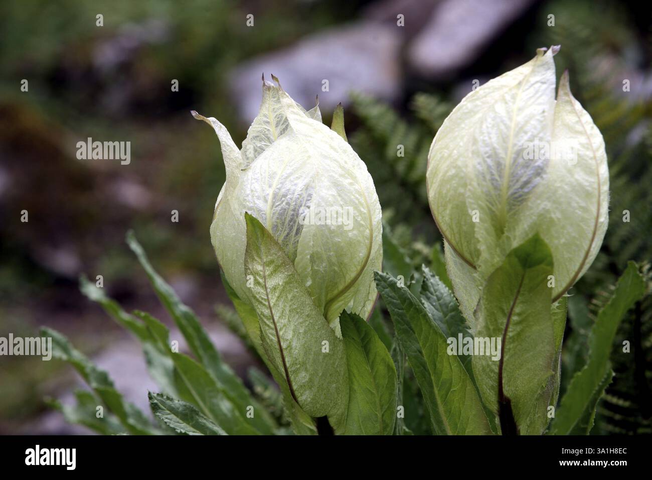 Saussurea obvallata also known as Bhrma Kamal which is named after ...