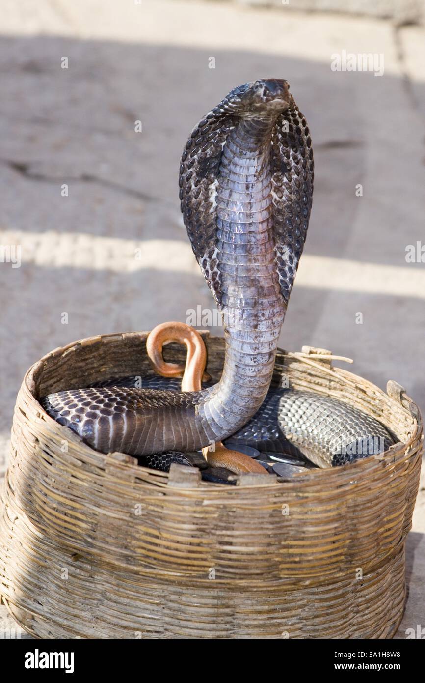 Reptiles, Snake in basket in Varanasi on Ganga river, Uttar Pradesh ...