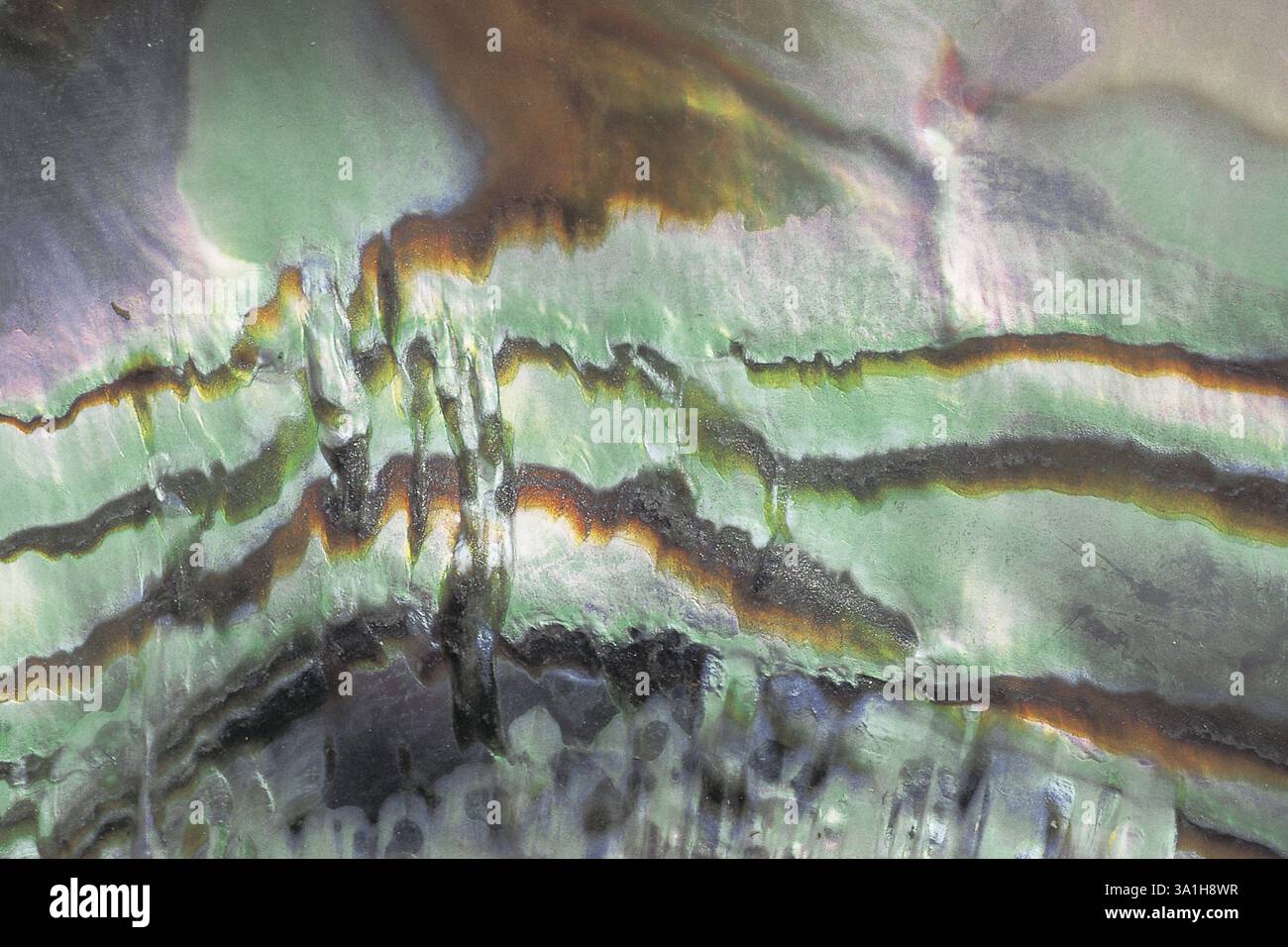 Abalone shell, California, U.S.A. United States of America Stock Photo ...