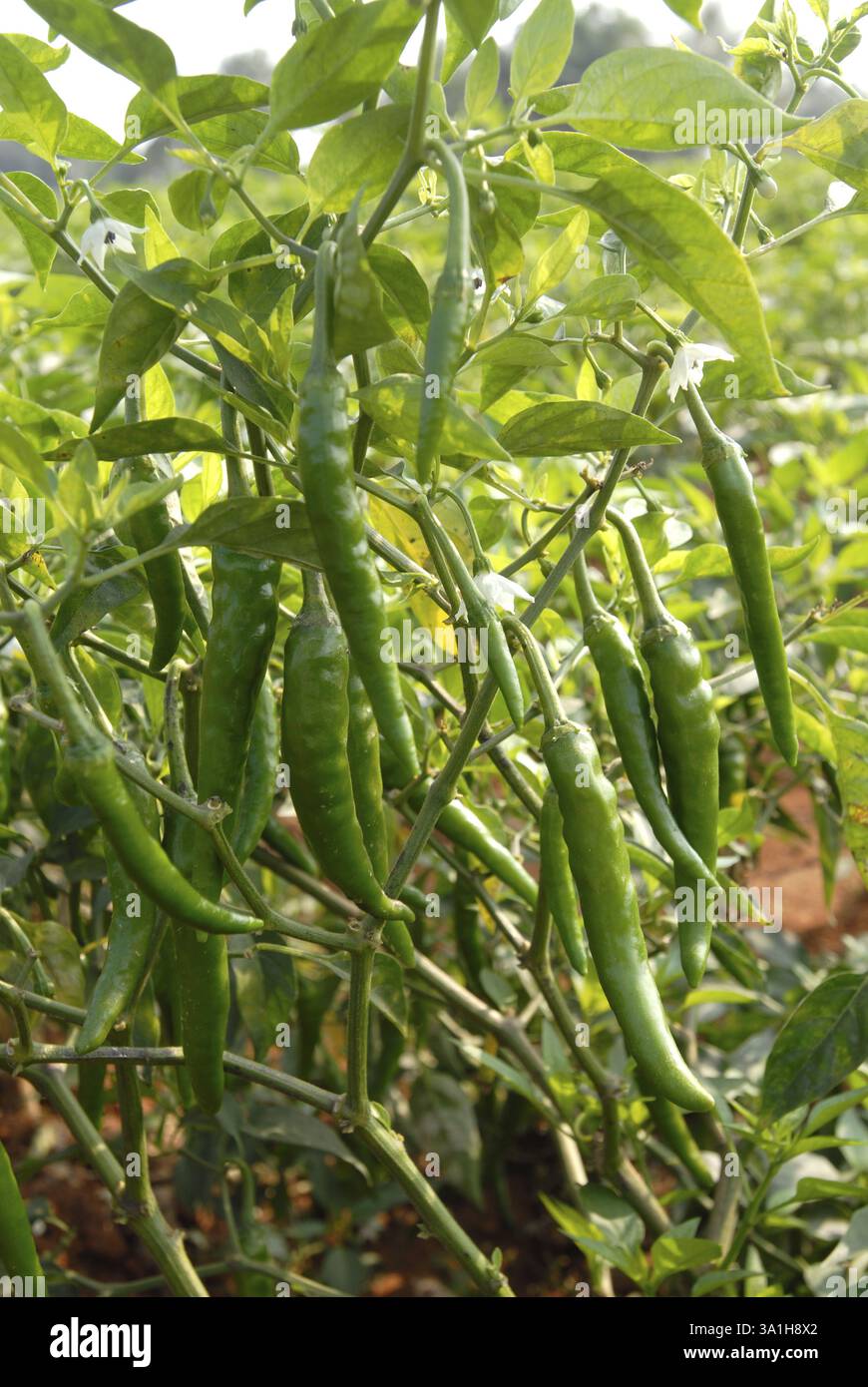 Green chilli farm in oddanchatram, ottanchathiram, tamil nadu, India ...
