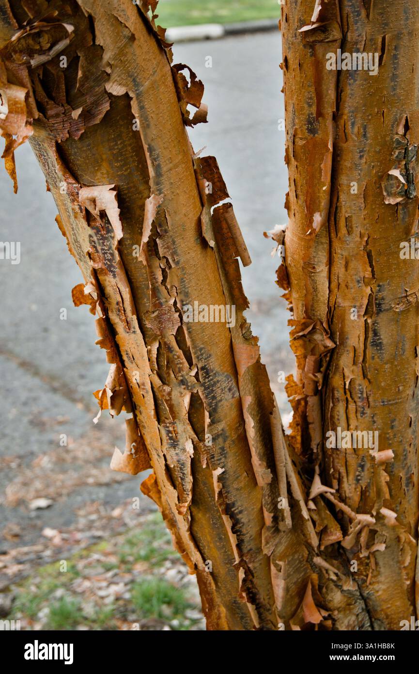 Arce de papel hi-res stock photography and images - Alamy