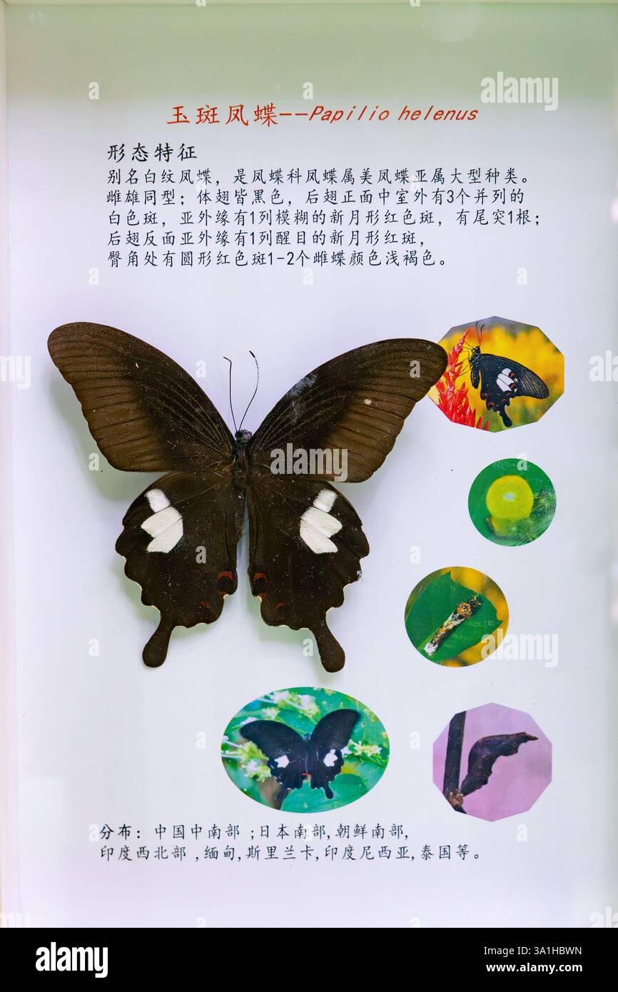 ZHONGSHAN China-February 9 2025:specimen of a Papilio helenus and the ...