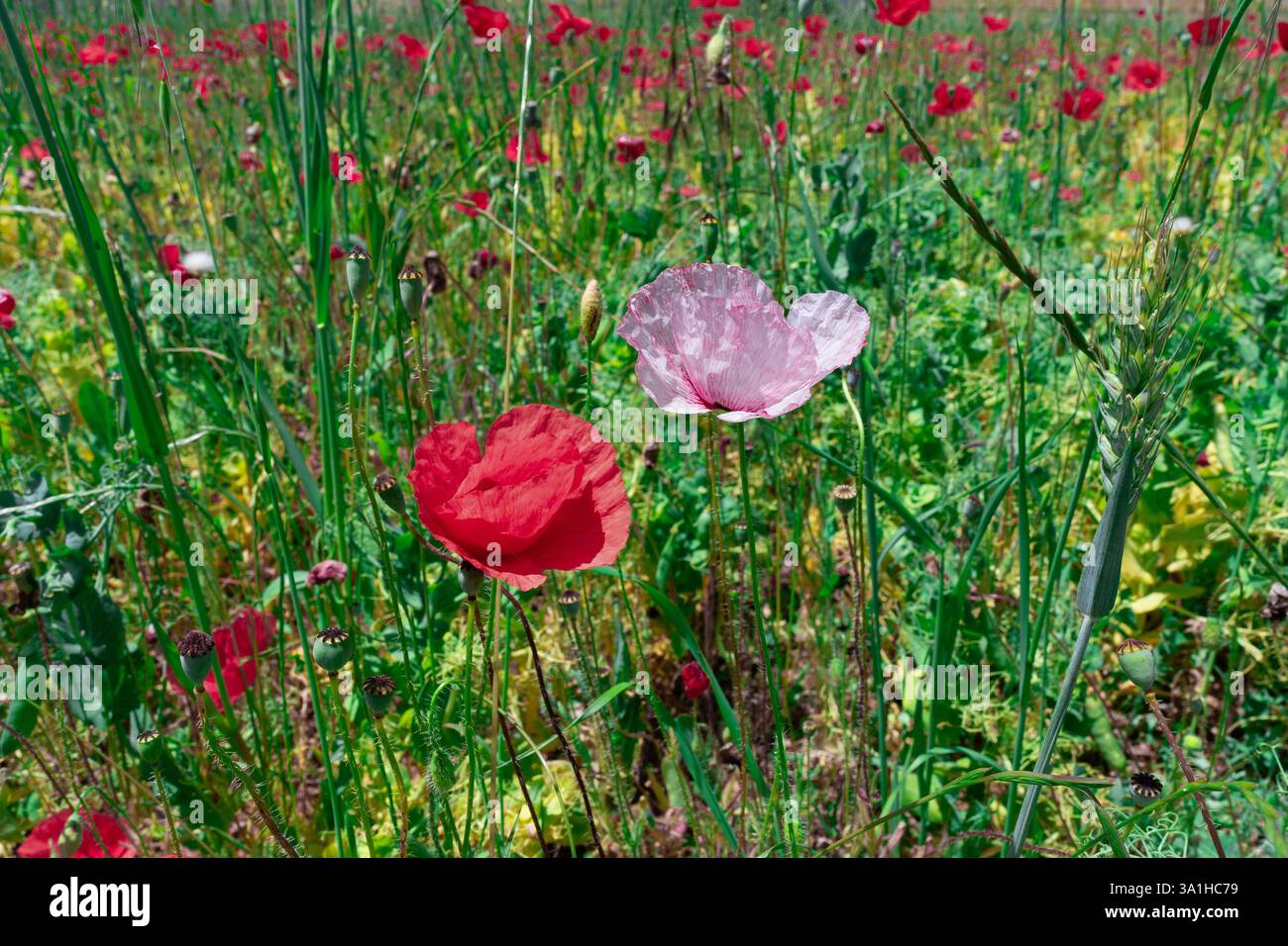 A white poppy among many red ones as a concept of diversity and ...