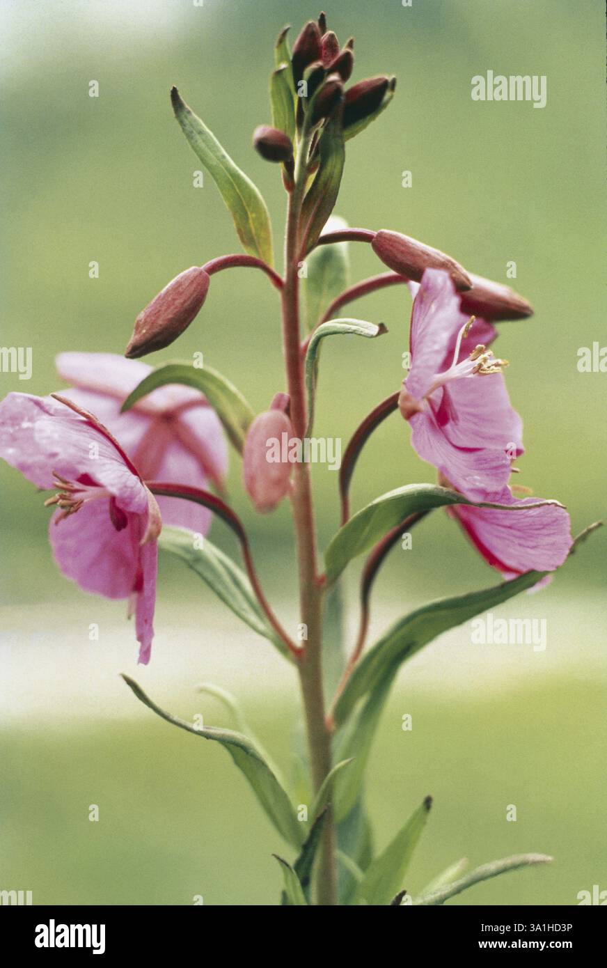 Broad-Leaved Willow-Herb Latin name Epilobium latifolium Stock Photo ...