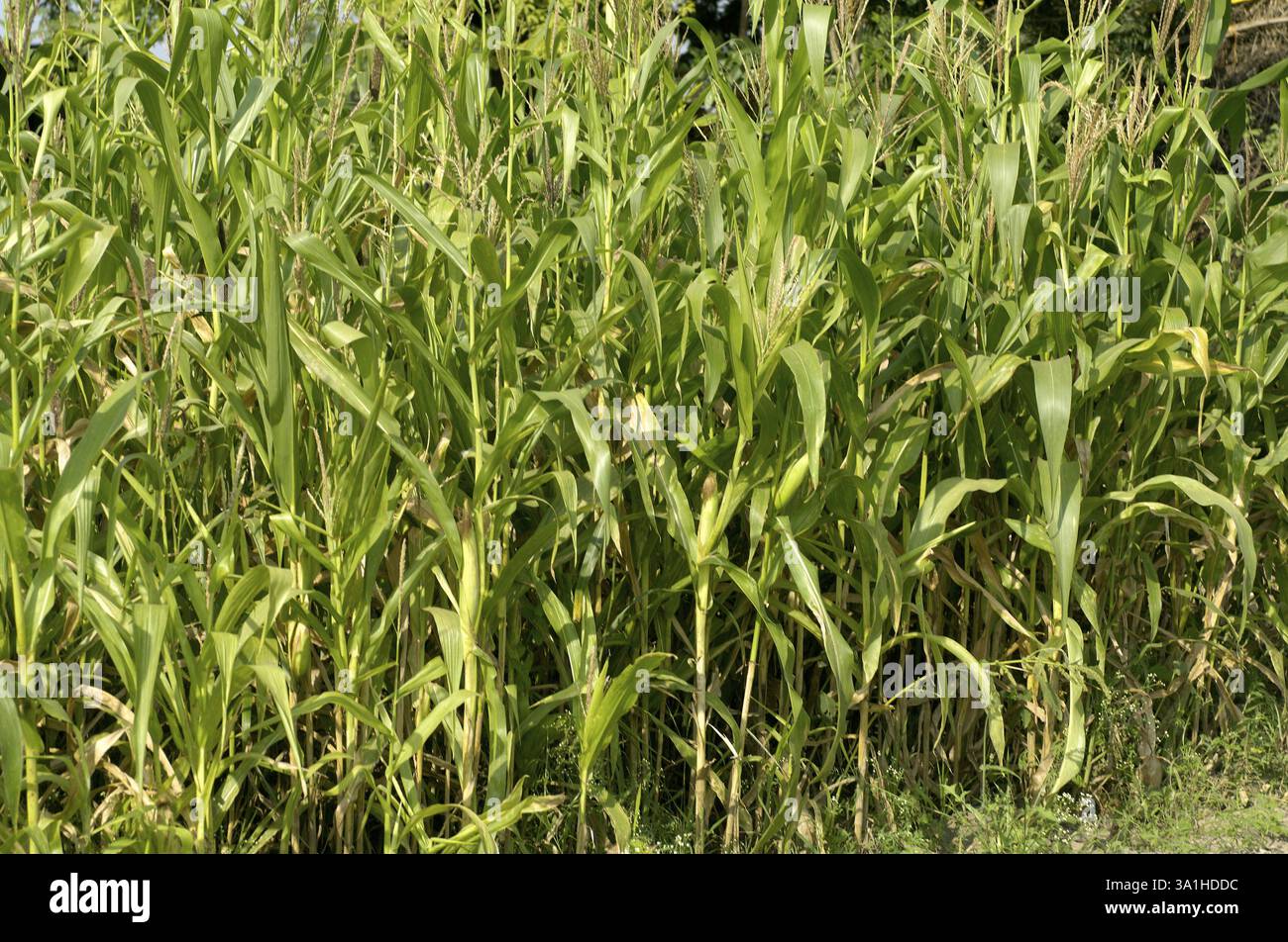 Maize crop at Ralegan Siddhi near Pune, Maharashtra, India, Asia Stock ...